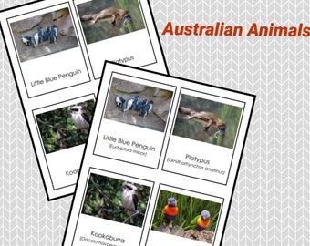 AUSTRALIAN ANIMALS set 2, 18 Large Cards With Real Images & Proportions ...