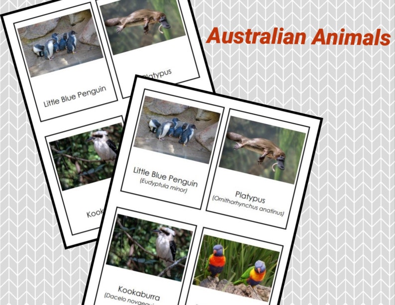 Australian Animals • Nomenclature Cards • Montessori • Flash Cards ...