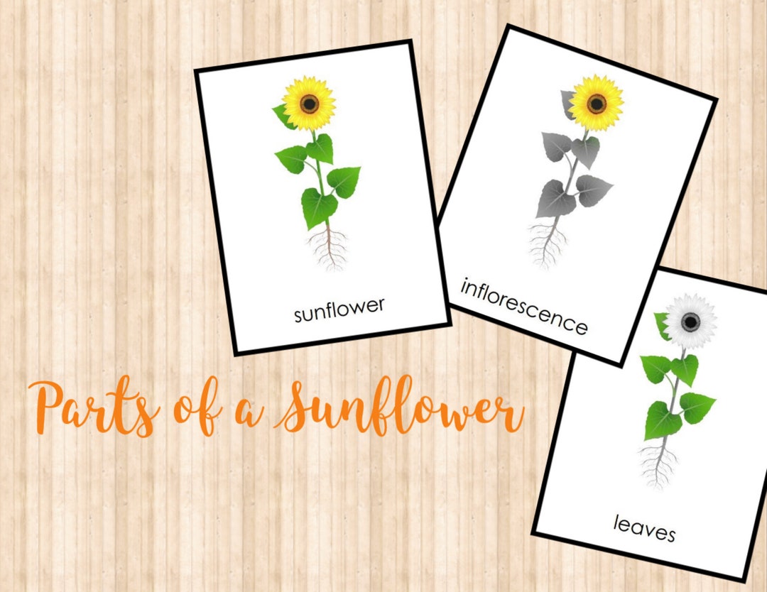 Parts of a Sunflower • Nomenclature Cards • Montessori • Flash Cards ...