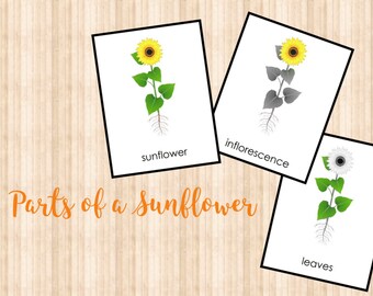 Sunflower Three Parts Card - Etsy