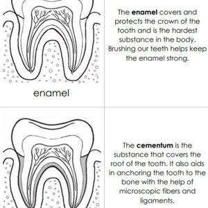 Parts of a Tooth Booklet • Nomenclature Cards • Montessori • Flash ...