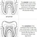 Parts of a Tooth Booklet • Nomenclature Cards • Montessori • Flash ...