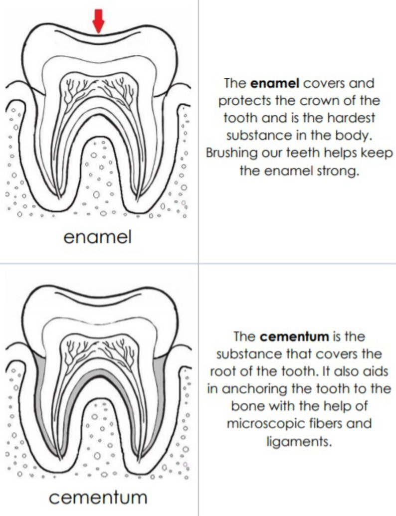 Parts of a Tooth Booklet • Nomenclature Cards • Montessori • Flash ...