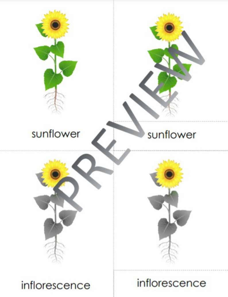Parts of a Sunflower • Nomenclature Cards • Montessori • Flash Cards ...