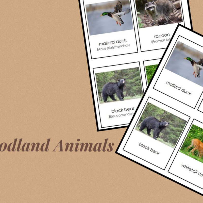 DigitalMontessori - Etsy