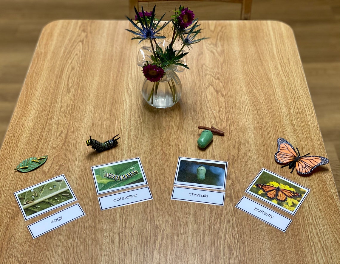 Life Cycle of a Butterfly • Three Part Cards • Montessori • Flash Cards ...