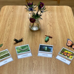 Life Cycle of a Butterfly • Three Part Cards • Montessori • Flash Cards ...