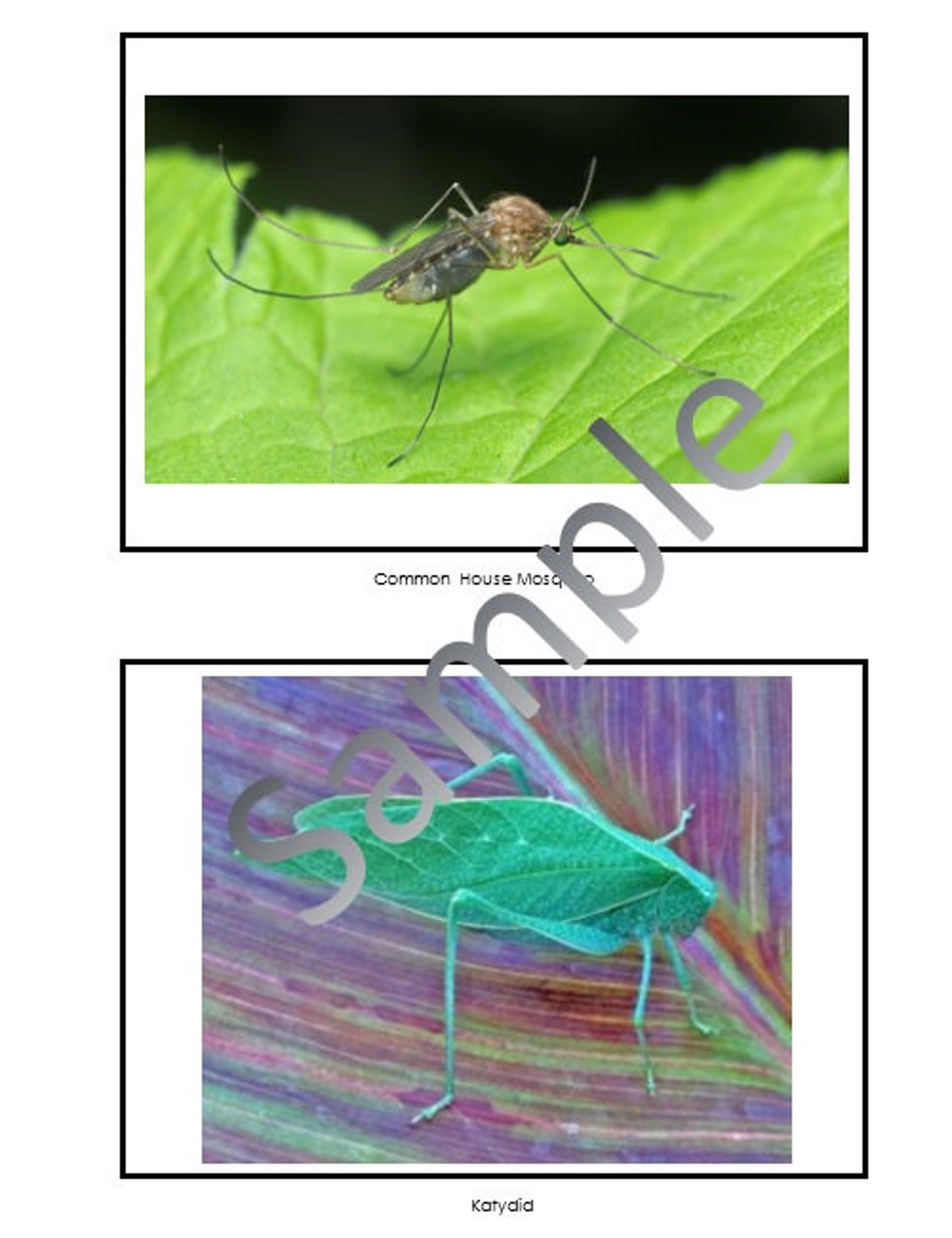 Michigan Insect Picture Cards • Flash Cards • Digital Montessori - Etsy