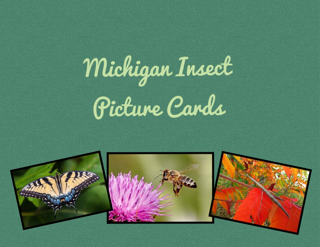 Michigan Insect Picture Cards • Flash Cards • Digital Montessori - Etsy