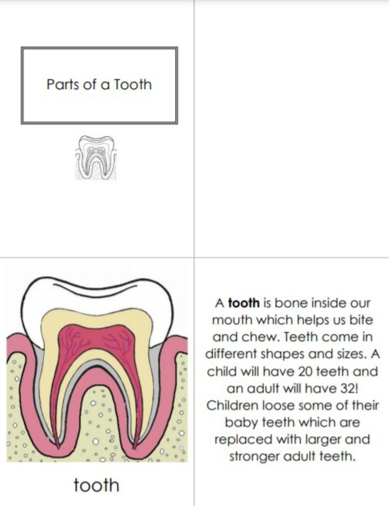 Parts of a Tooth Booklet • Nomenclature Cards • Montessori • Flash ...