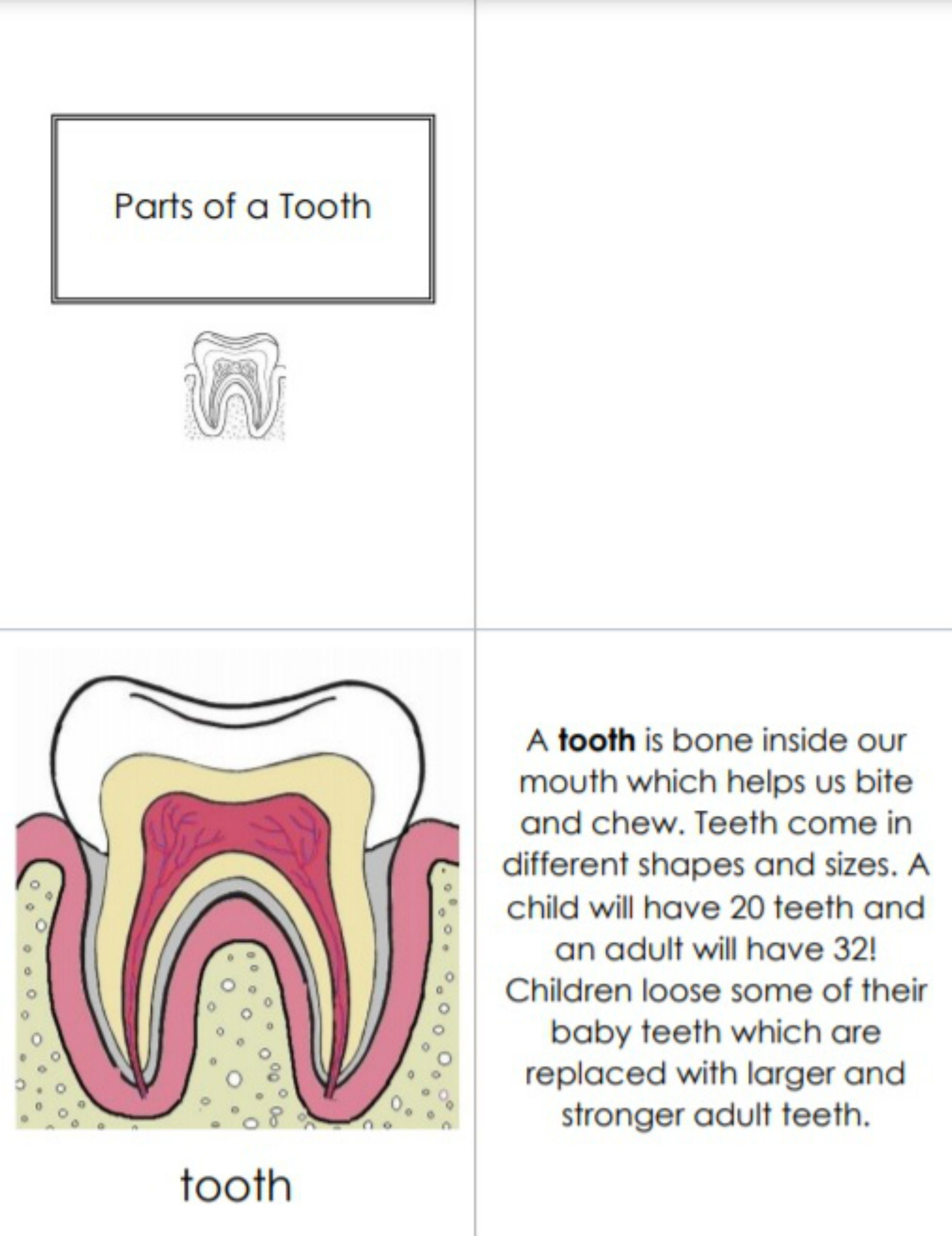 Parts of a Tooth Booklet • Nomenclature Cards • Montessori • Flash ...