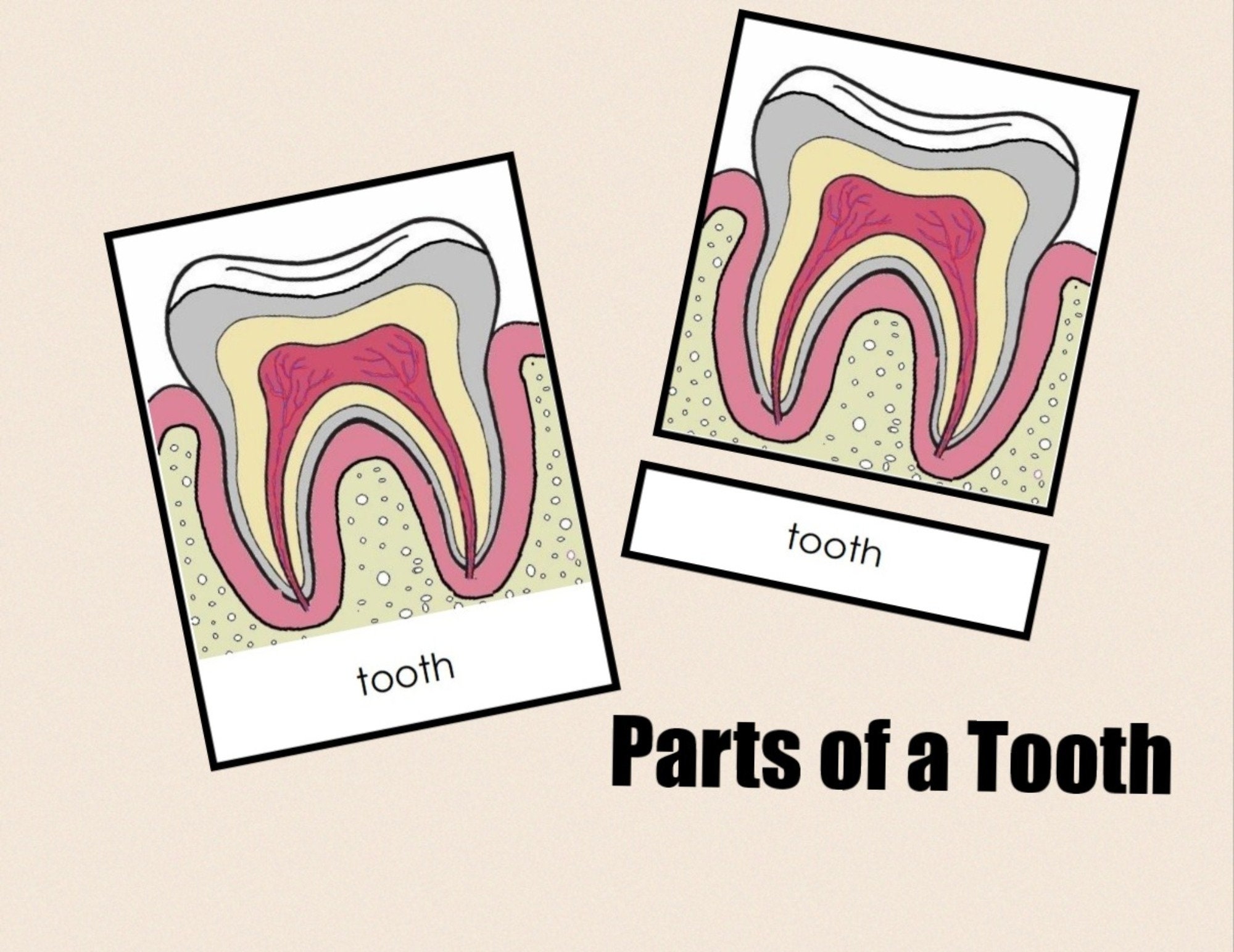 Parts of a Tooth • Nomenclature Cards • Montessori • Flash Cards ...