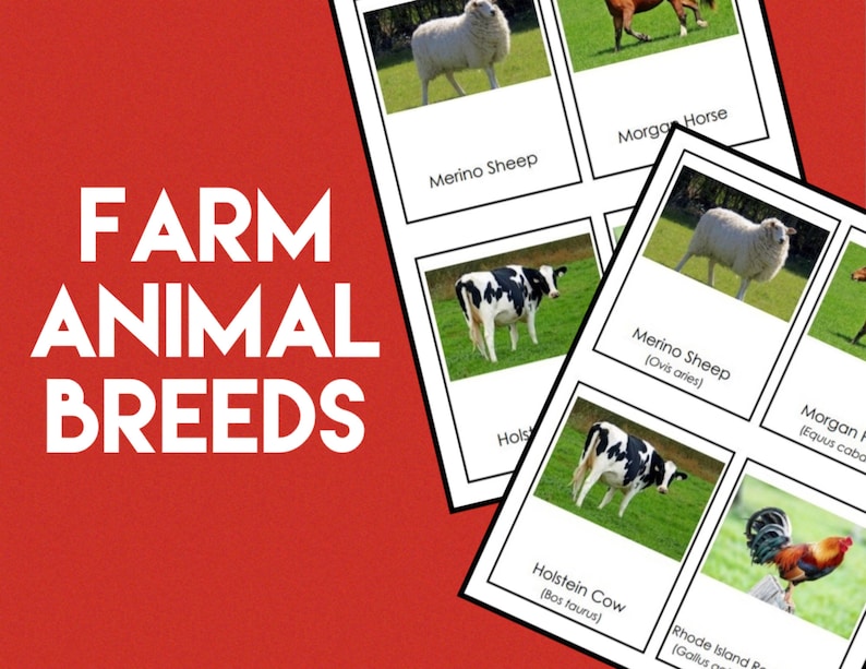 Farm Animal Breeds• Nomenclature Cards • Montessori • Flash Cards ...