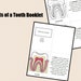 Parts of a Tooth Booklet • Nomenclature Cards • Montessori • Flash ...