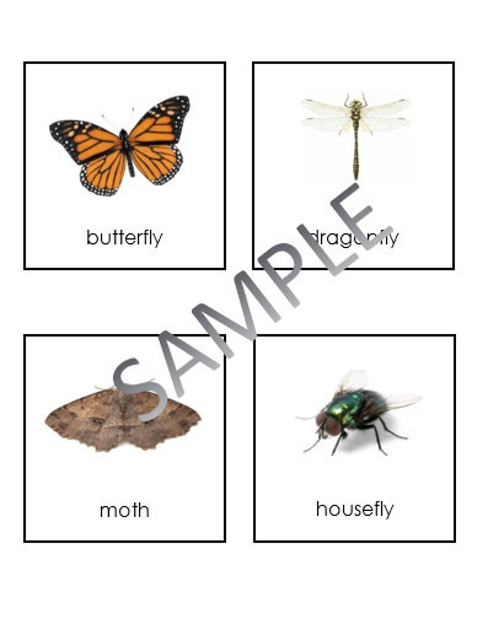 Insect Three Part Cards: Montessori Nomenclature Flashcards (printable ...