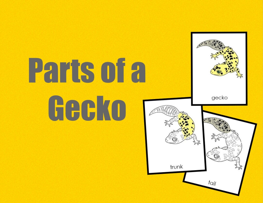 Gecko Anatomy Nomenclature Cards: Montessori Flash Cards (PDF) - Etsy