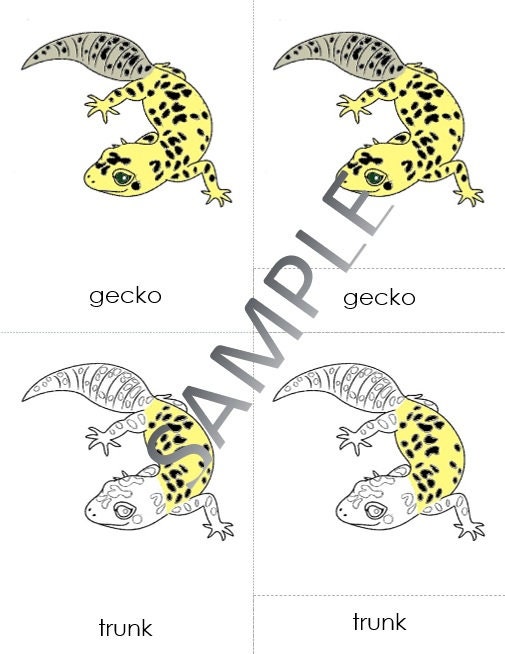 Parts of a Gecko • Nomenclature Cards • Montessori • Flash Cards ...