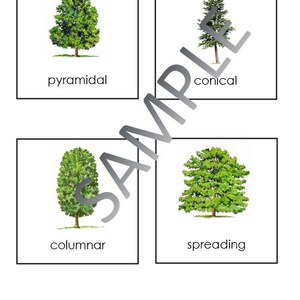 Tree Shapes • Three Part Cards • Montessori • Flash Cards • Digital ...