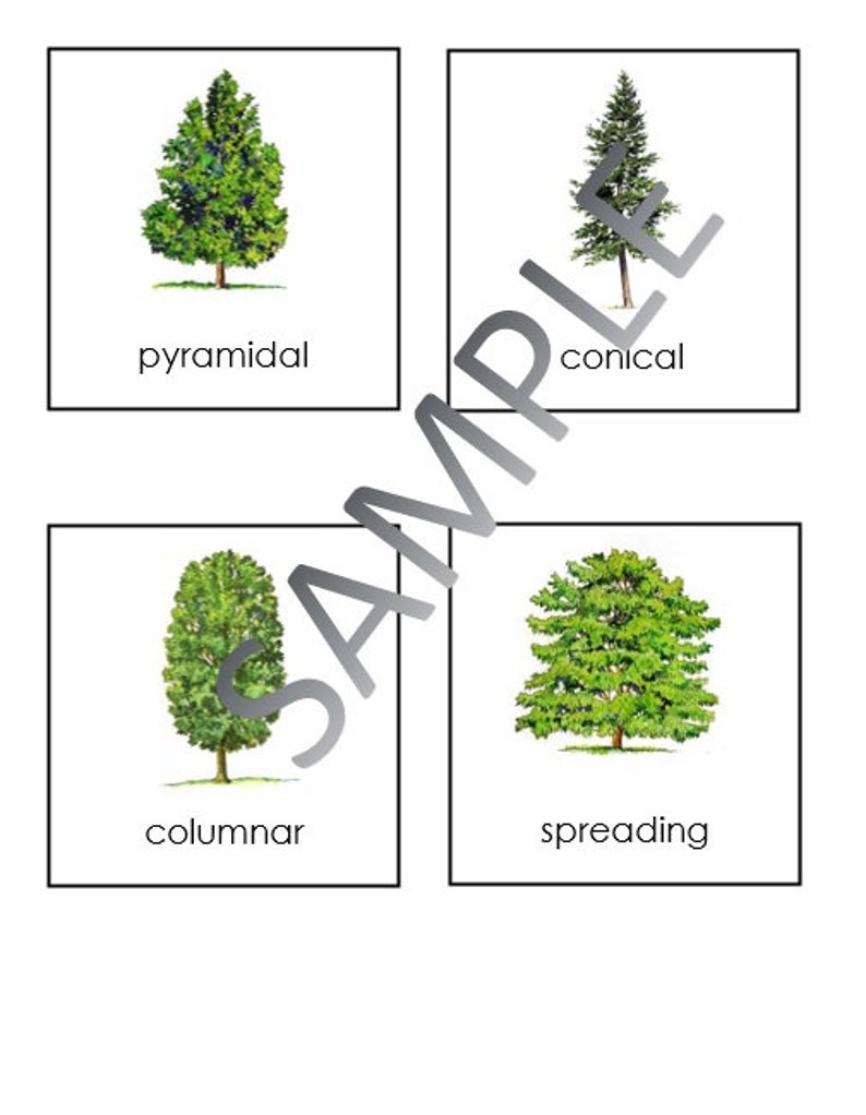 Tree Shapes • Three Part Cards • Montessori • Flash Cards • Digital ...