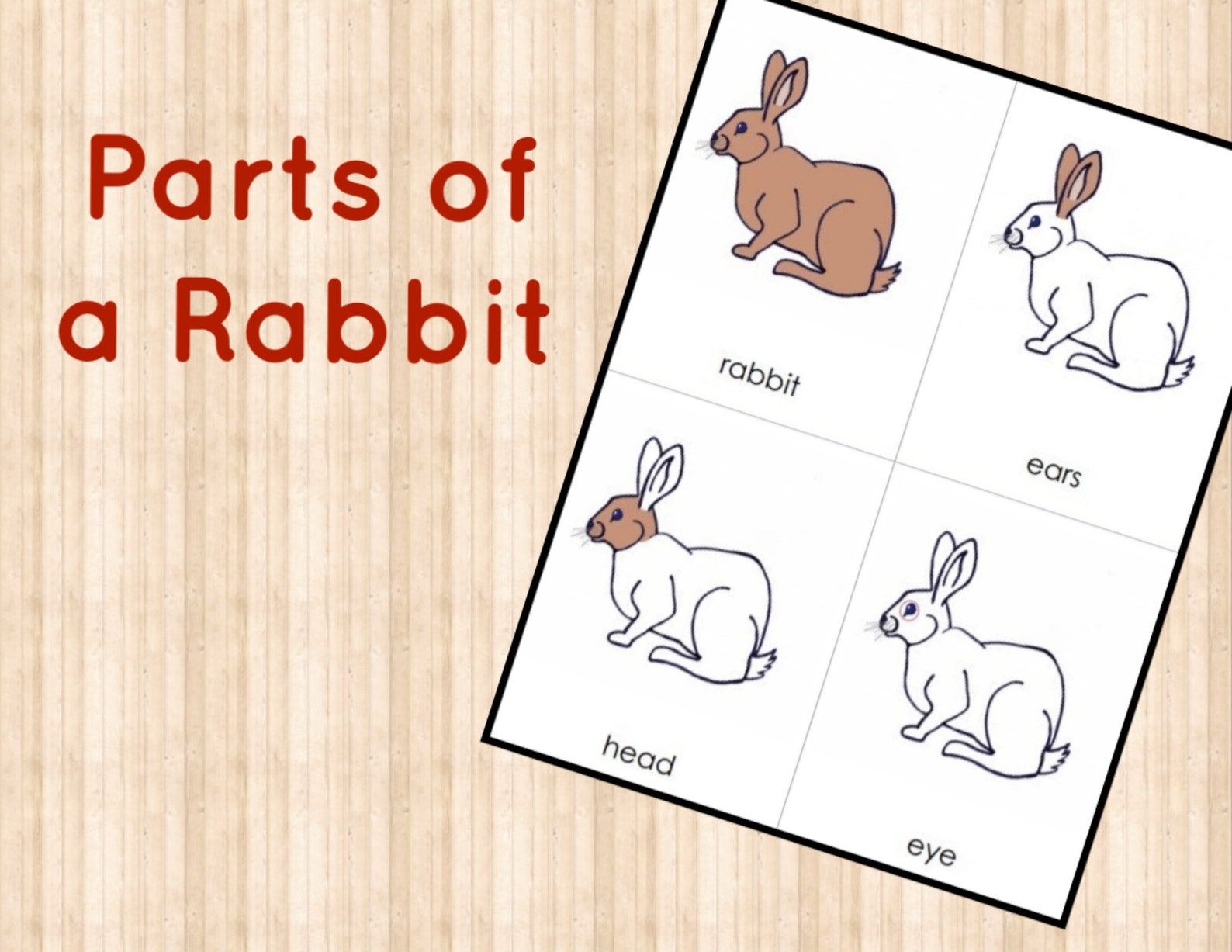 Parts of a Rabbit • Nomenclature Cards • Montessori • Flash Cards ...