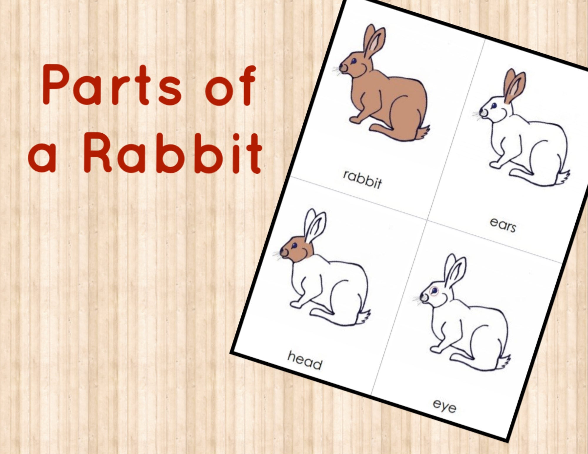 Parts of a Rabbit • Nomenclature Cards • Montessori • Flash Cards ...