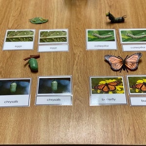 Life Cycle of a Butterfly • Three Part Cards • Montessori • Flash Cards ...