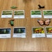 Life Cycle of a Butterfly • Three Part Cards • Montessori • Flash Cards ...