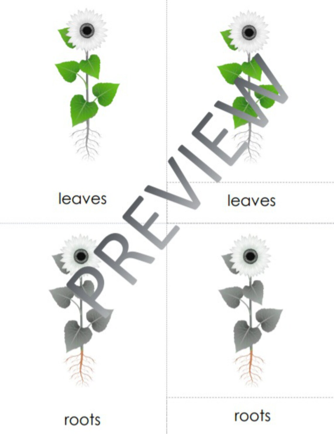 Parts of a Sunflower • Nomenclature Cards • Montessori • Flash Cards ...
