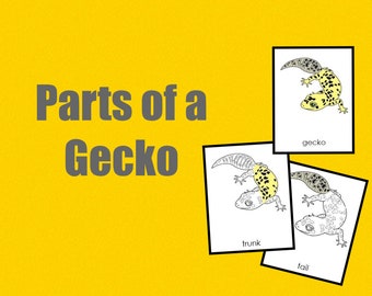 Parts of a Tooth • Nomenclature Cards • Montessori • Flash Cards ...