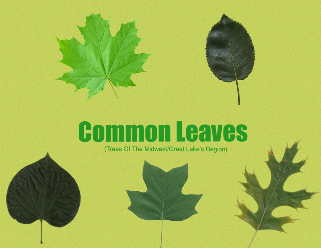 Common Leaves (tress of the Midwest/great Lakes Region)• Three Part ...