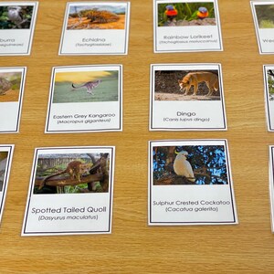 Australian Animals • Nomenclature Cards • Montessori • Flash Cards ...
