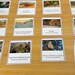 Australian Animals Nomenclature Cards: Montessori Flash Cards (digital ...