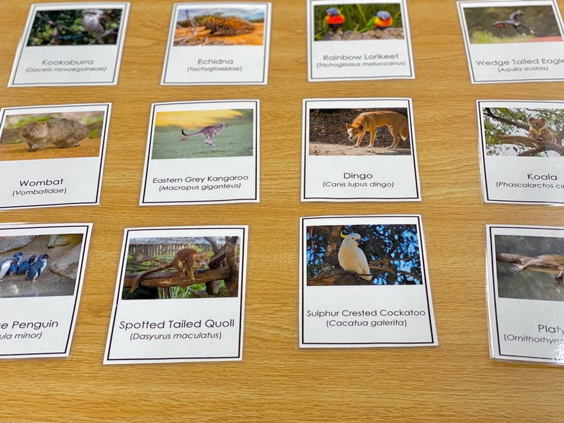 Australian Animals • Nomenclature Cards • Montessori • Flash Cards ...