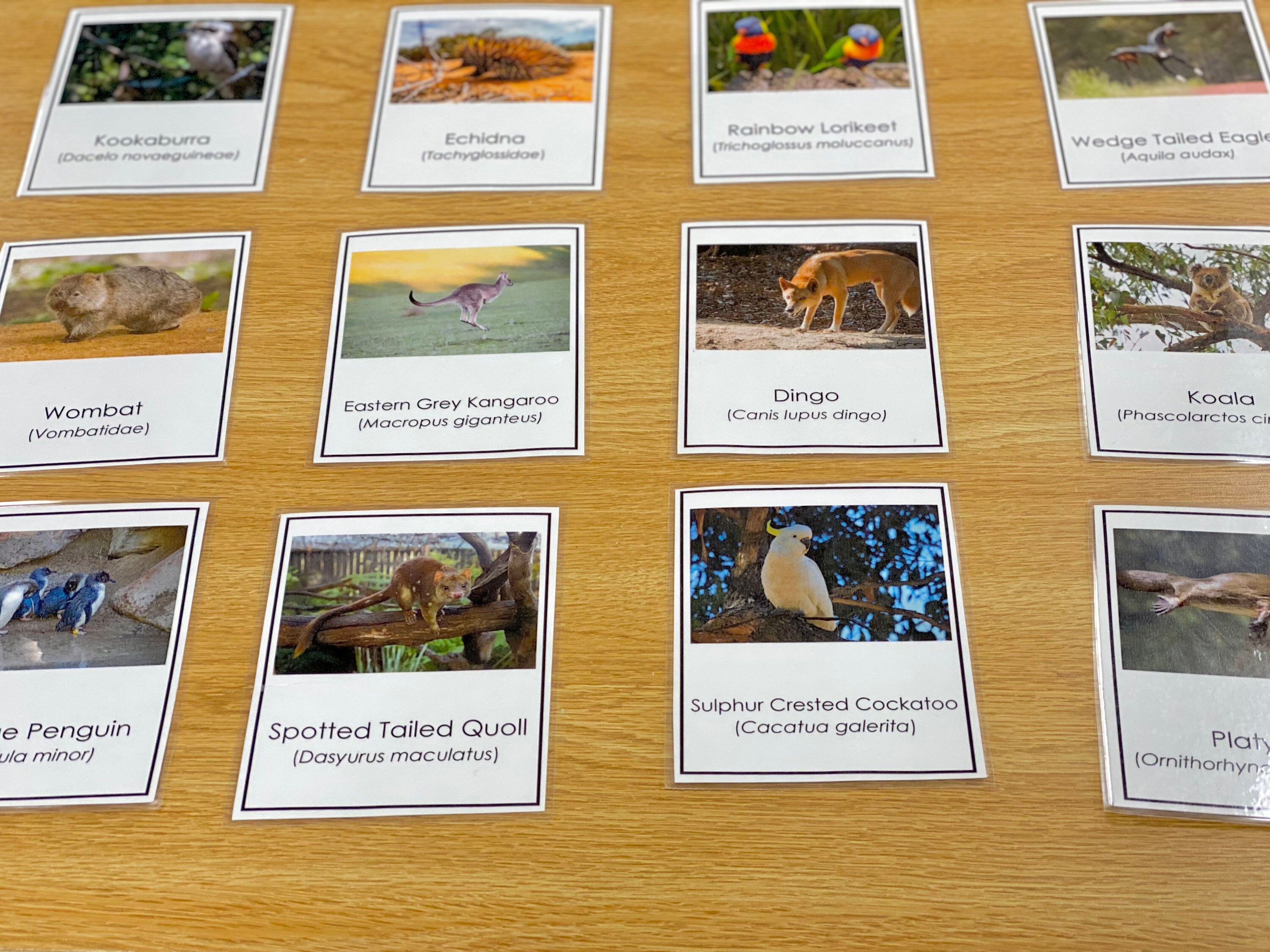 Australian Animals • Nomenclature Cards • Montessori • Flash Cards ...