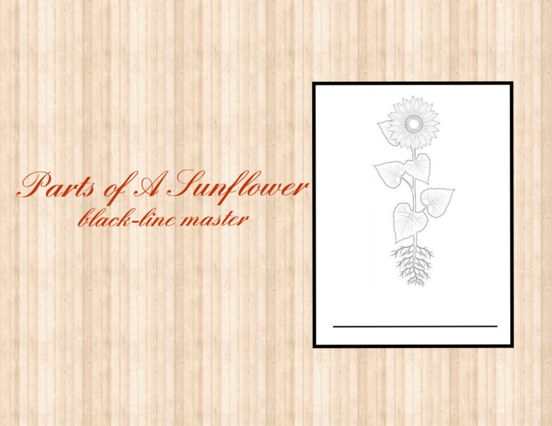 Sunflower Parts Black Line Master: Montessori Nomenclature Cards (PDF ...