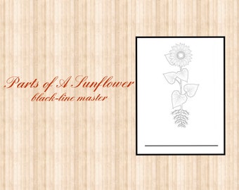 Parts of a Gecko • Black Line Master • Nomenclature Cards • Montessori ...