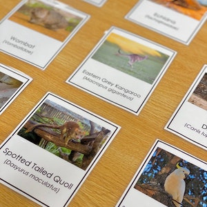 Australian Animals • Nomenclature Cards • Montessori • Flash Cards ...