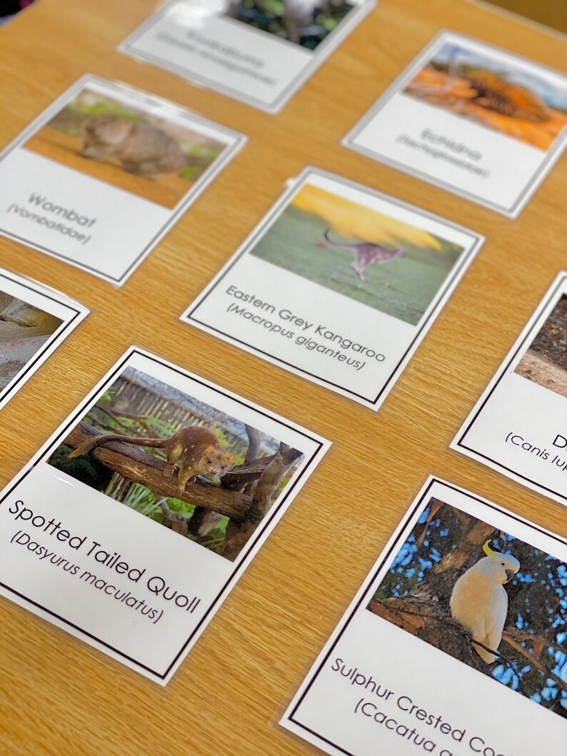 Australian Animals • Nomenclature Cards • Montessori • Flash Cards ...