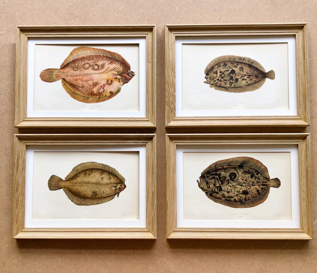 Antique Fish Engravings by Jonathan Couch (b. 1789) Hand Framed in ...