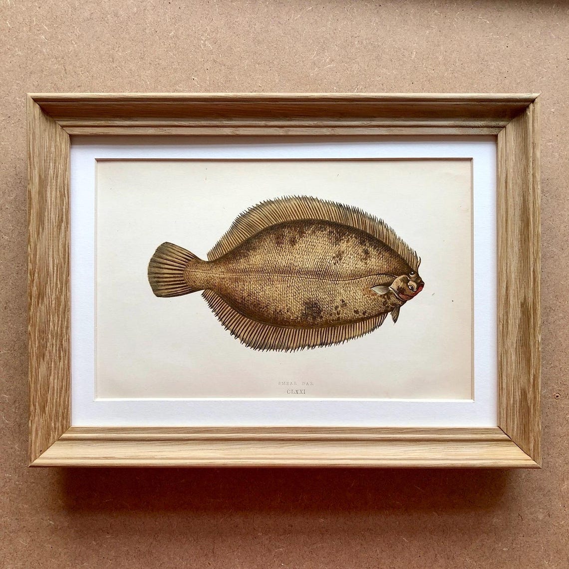 Antique Fish Engravings by Jonathan Couch (b. 1789) Hand Framed in ...