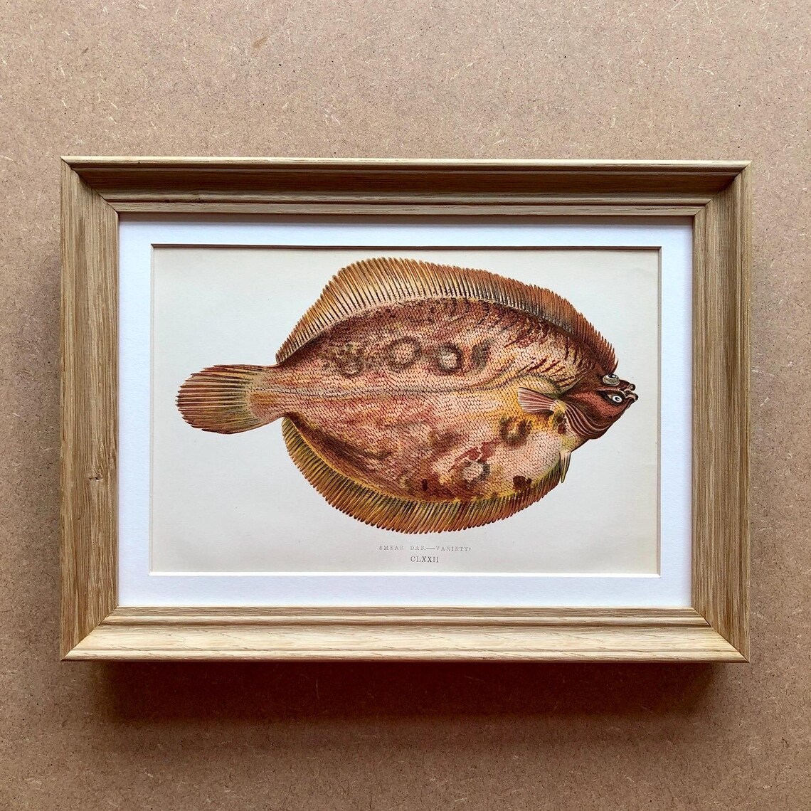 Antique Fish Engravings by Jonathan Couch (b. 1789) Hand Framed in ...