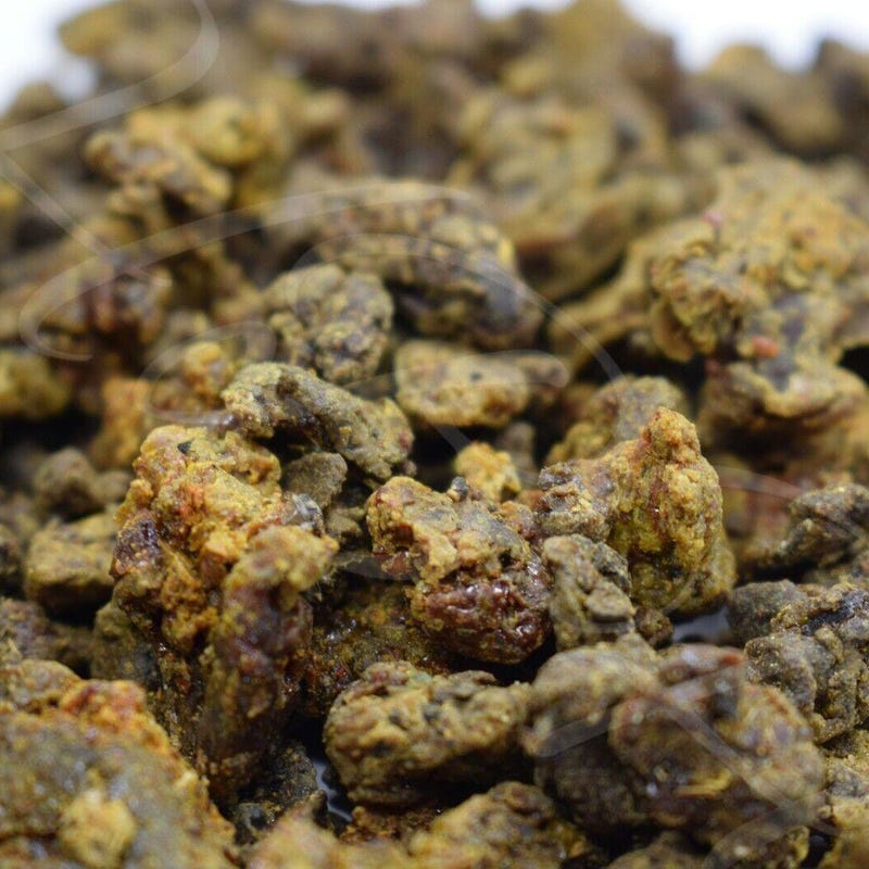 Bokep Indo Ayam Kampus 2025 - Etsy Canada