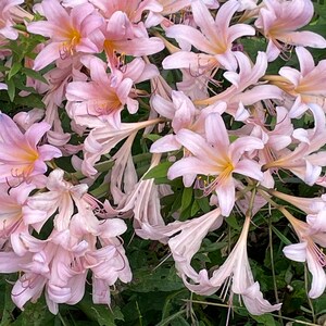 Pink Lycoris Squamigera Mystery Resurrection Lily Bulbs - Etsy
