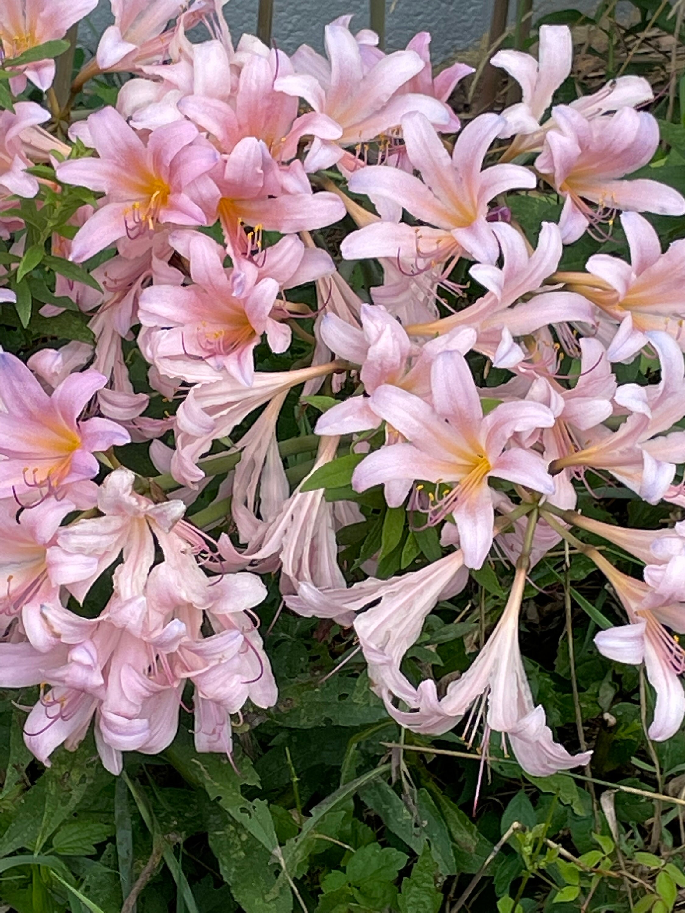Pink Lycoris Squamigera Mystery Resurrection Lily Bulbs 10 Count Summer ...