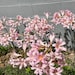 Pink Lycoris Squamigera Mystery Resurrection Lily Bulbs 10 Count Summer ...