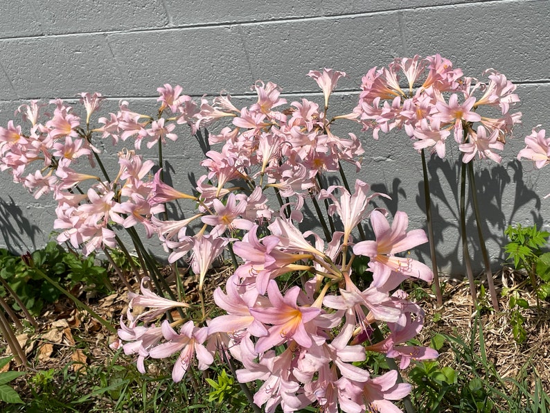 Pink Lycoris Squamigera Mystery Resurrection Lily Bulbs Special Buy! 50 ...