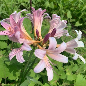 Pink Lycoris Squamigera Mystery Resurrection Lily Bulbs 5 Count Summer ...