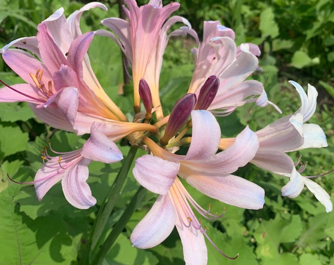 Pink Lycoris Squamigera Mystery Resurrection Lily Bulbs 5 Count Summer ...