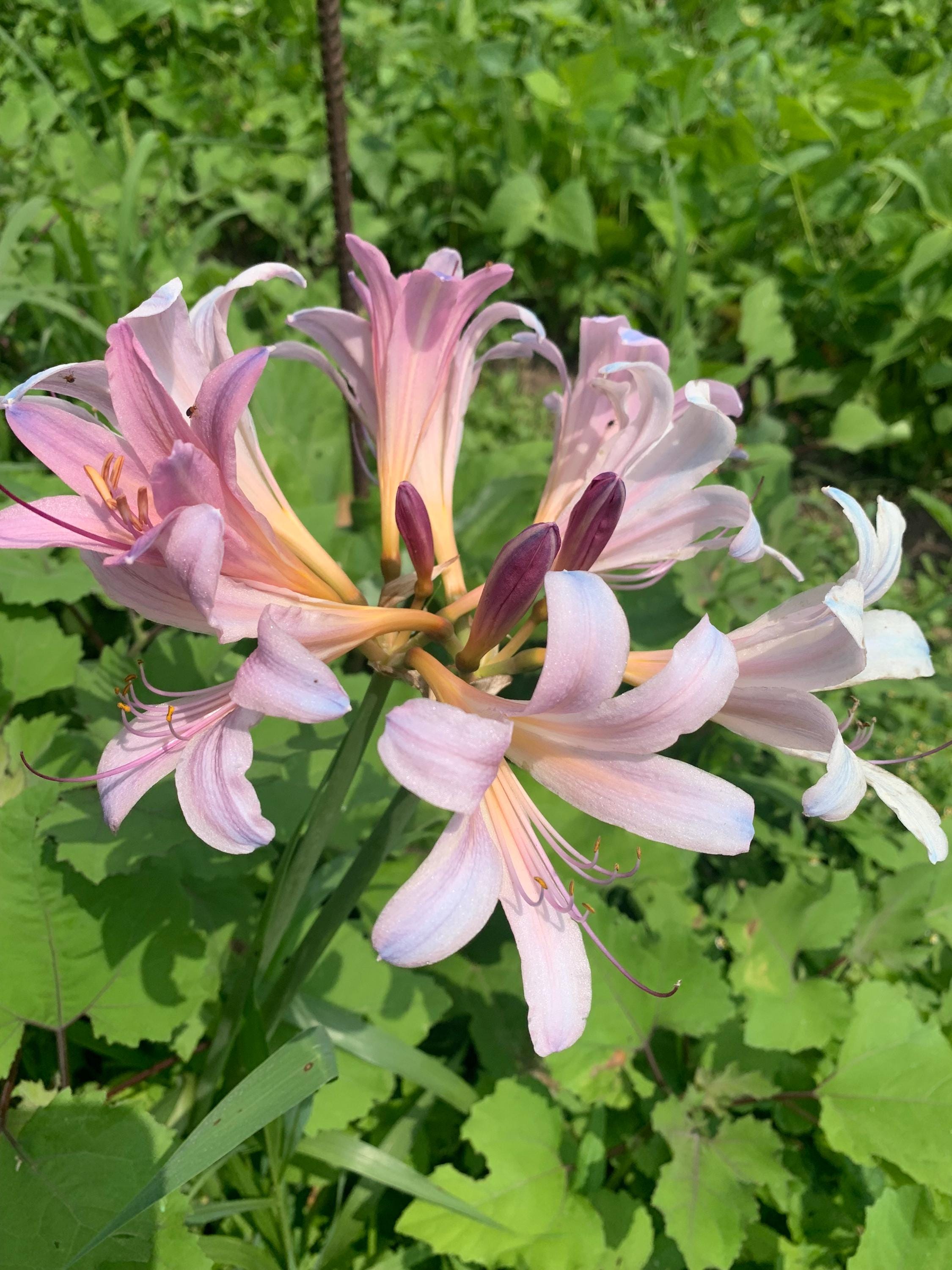 Pink Lycoris Squamigera Mystery Resurrection Lily Bulbs 5 Count Summer ...