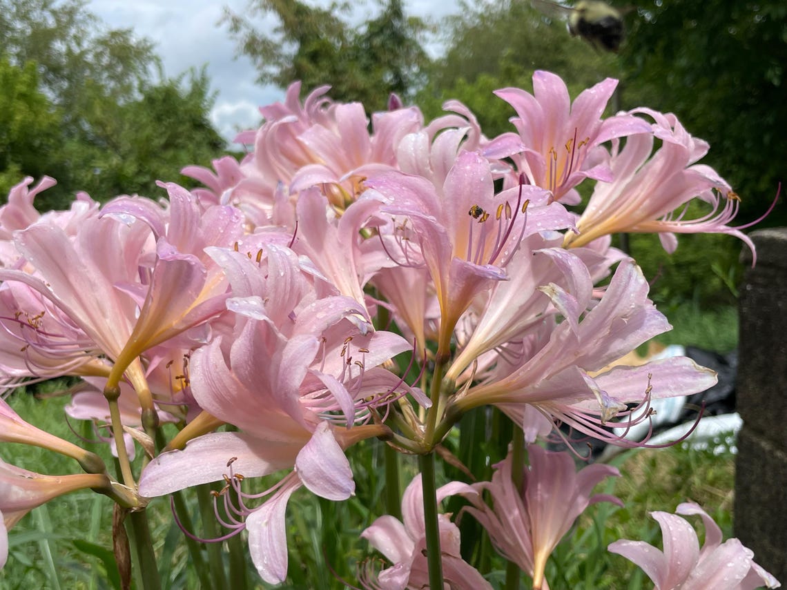 Pink Lycoris Squamigera Mystery Resurrection Lily Bulbs Special Buy! 50 ...